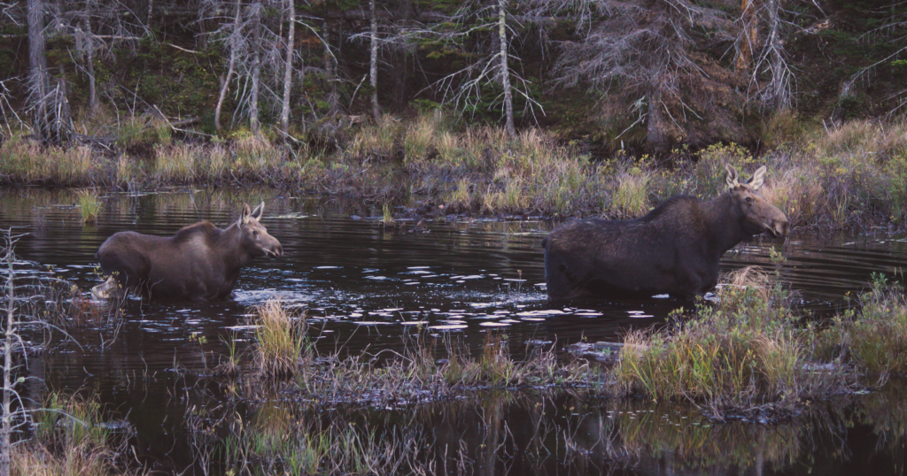 Do You Know How to Respond to a Moose Encounter? | Appalachian Mountain ...