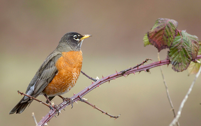 Climate Change Birds