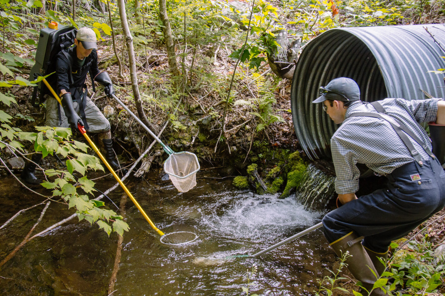 Finding Success in the Forest - AMC's Fish Habitat Restoration Project ...