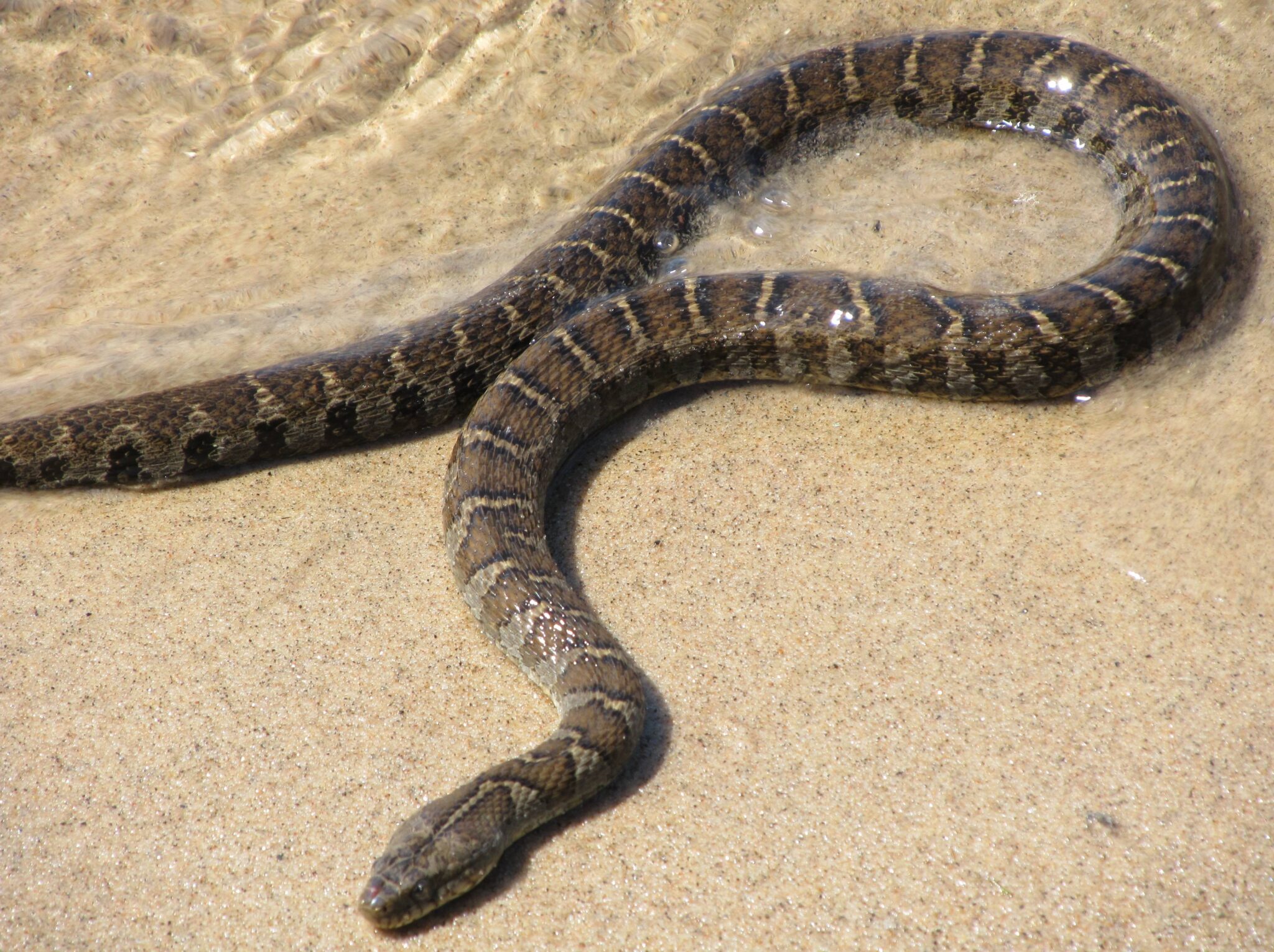 TikTok is Right—There Are Rattlesnakes in Massachusetts: Here’s What ...