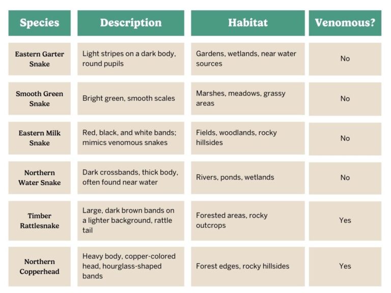 TikTok is Right—There Are Rattlesnakes in Massachusetts: Here’s What ...