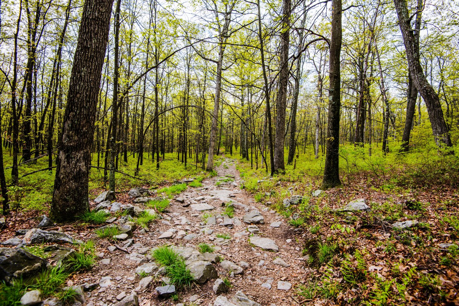 Suffer Well: Inside the Record-Breaking Appalachian Trail Journeys of ...